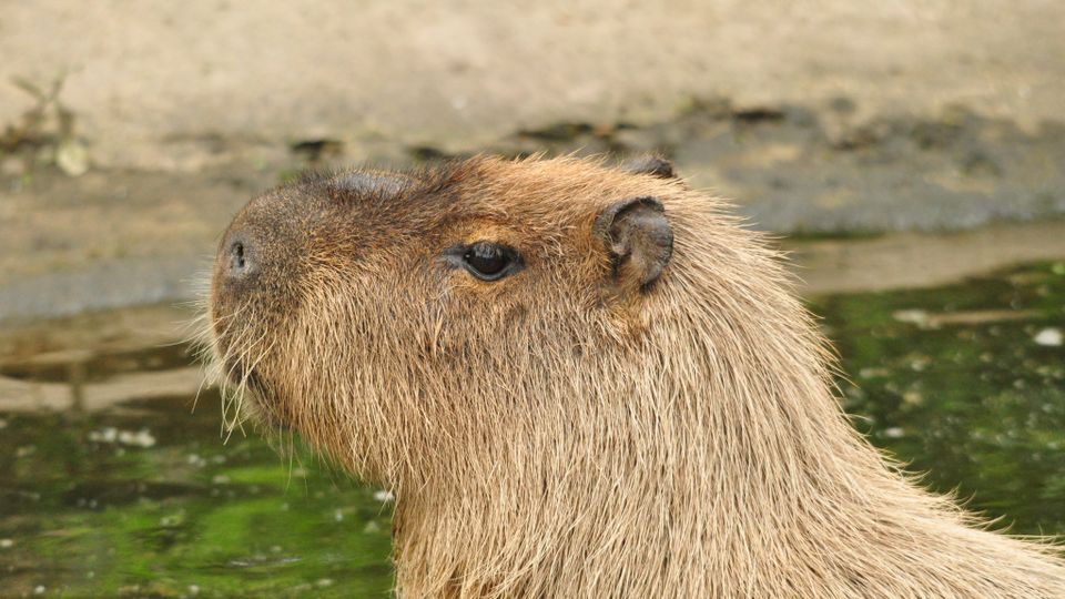 First birthday bash for Cinnamon the capybara! | News - KISS